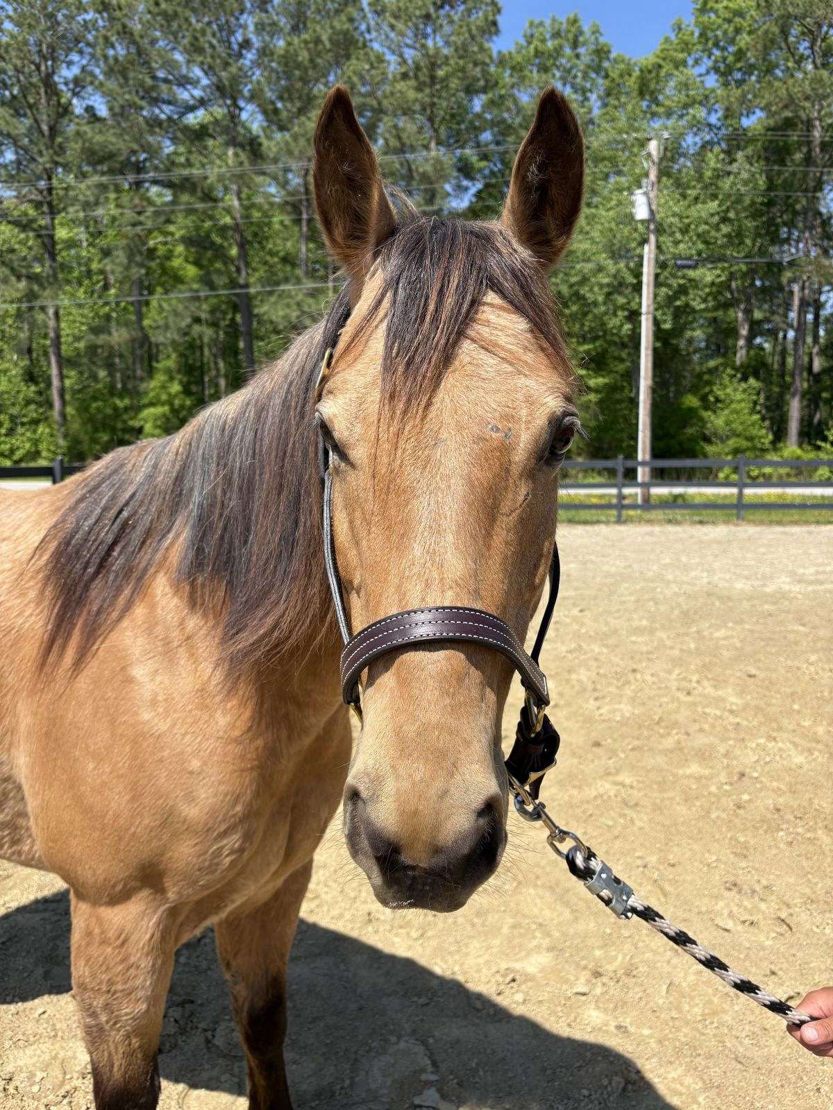 Registered Buckskin Mare