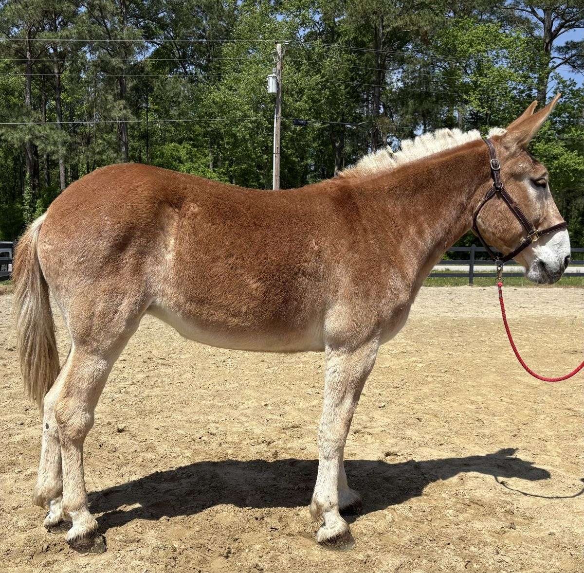 Bombproof Molly Mule