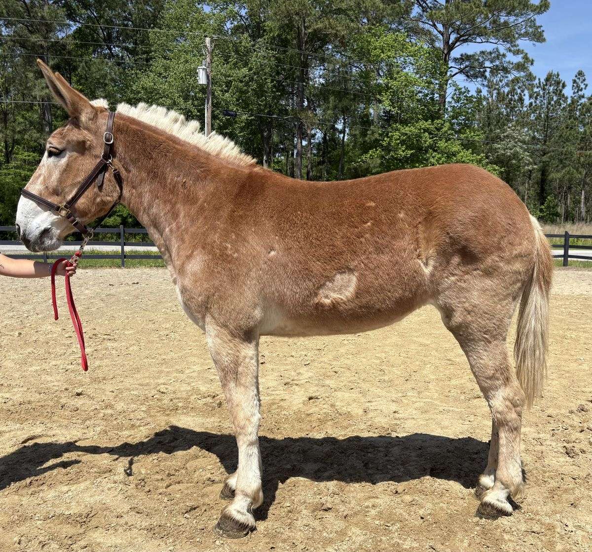 Bombproof Molly Mule