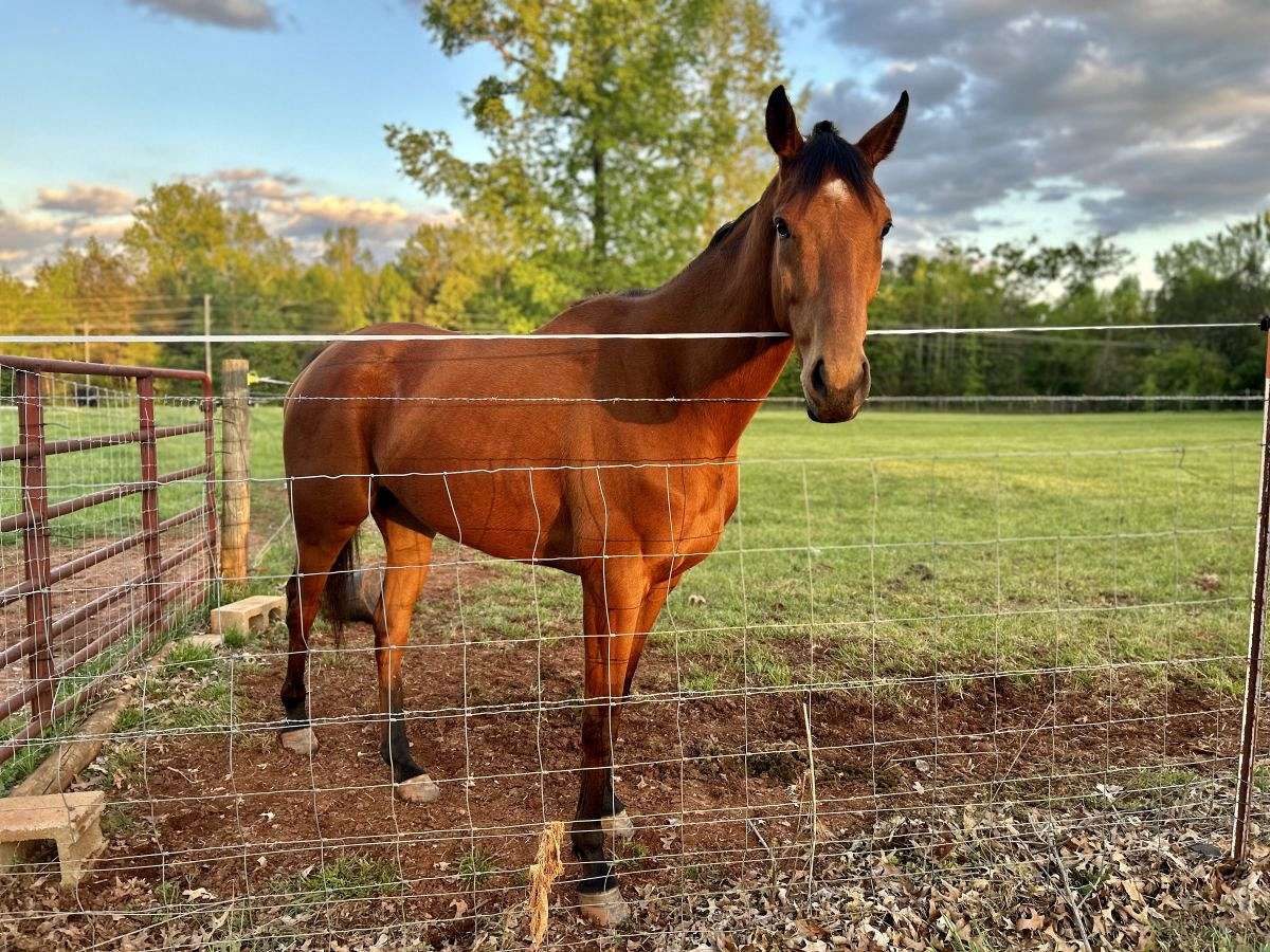 Beautiful 4 Year Old Thoroughbred