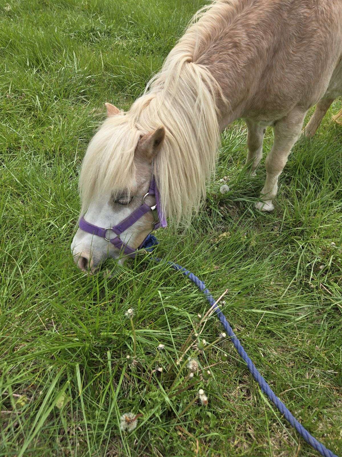 10 Year Old Pony Mare