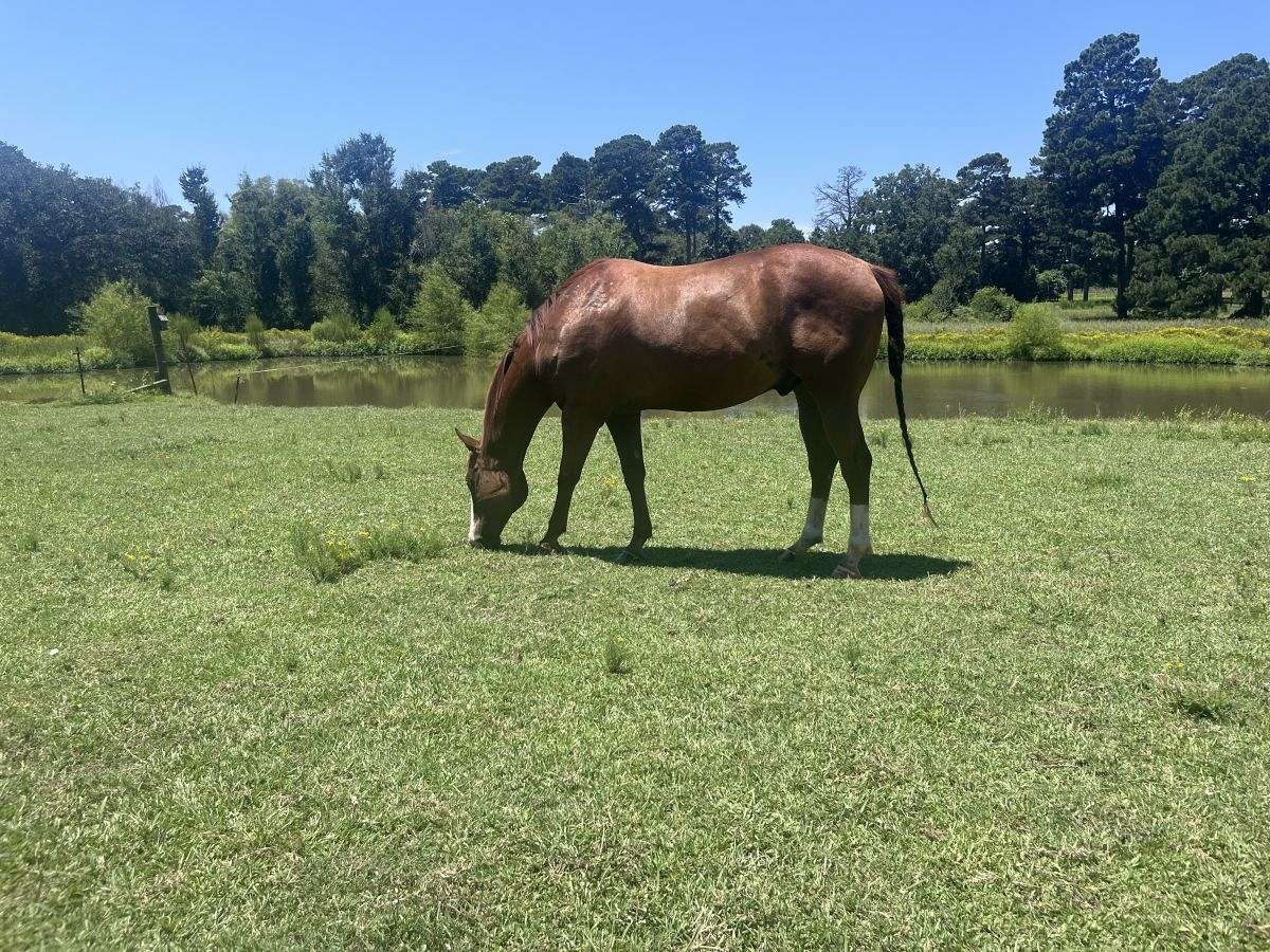 Sweet Gelding Seeking New Adventures!