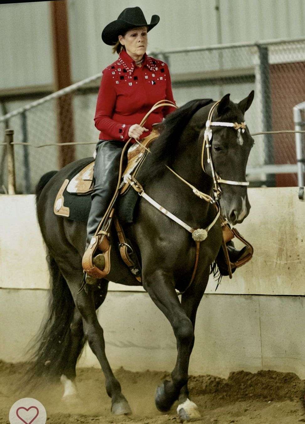 Beautiful Black TWH Gelding for Trail or Show