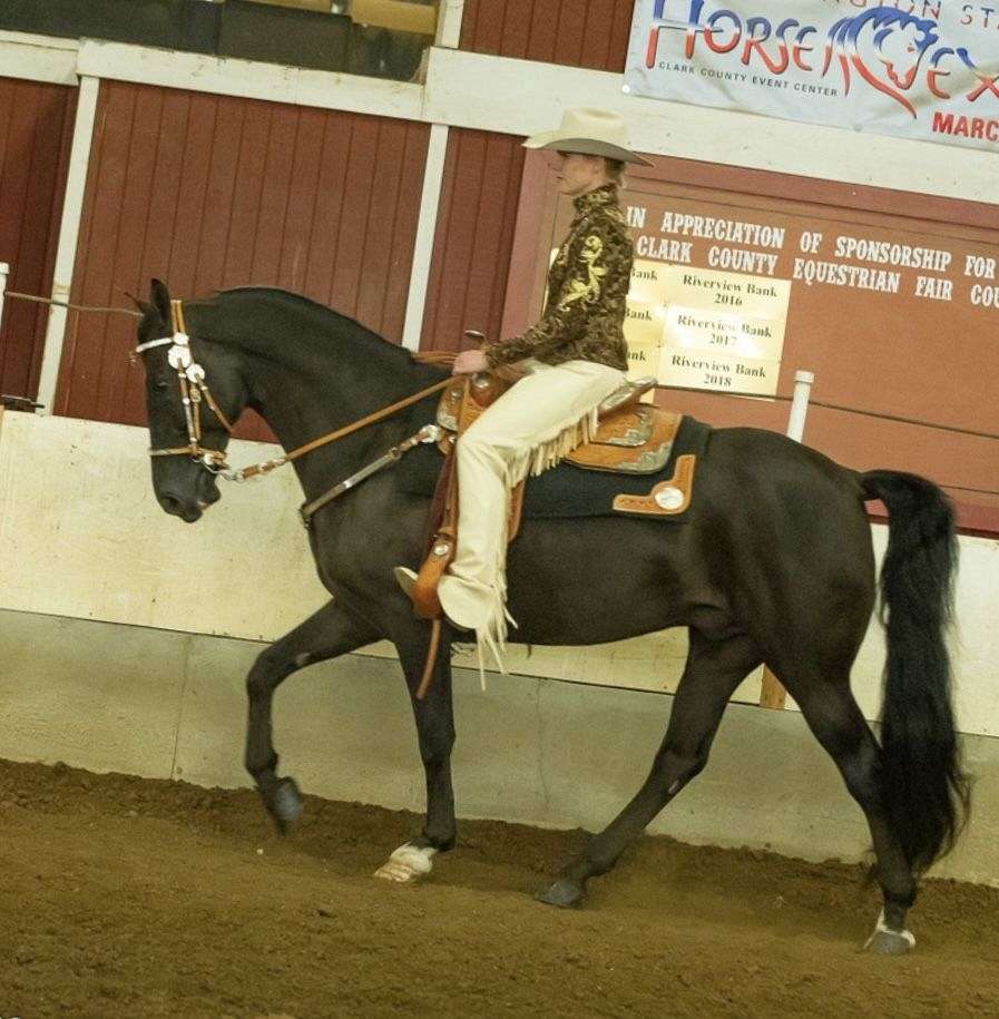 Beautiful Black TWH Gelding for Trail or Show