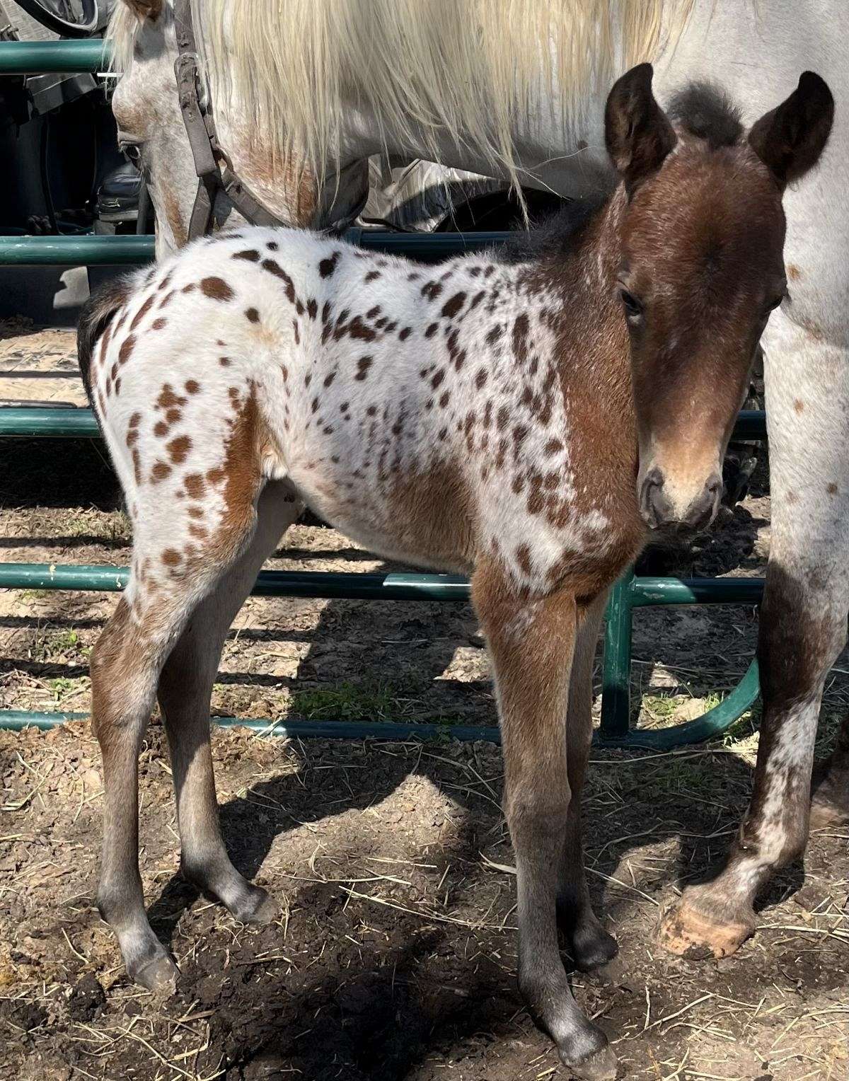 Tri-Colored Bay Leapord Filly