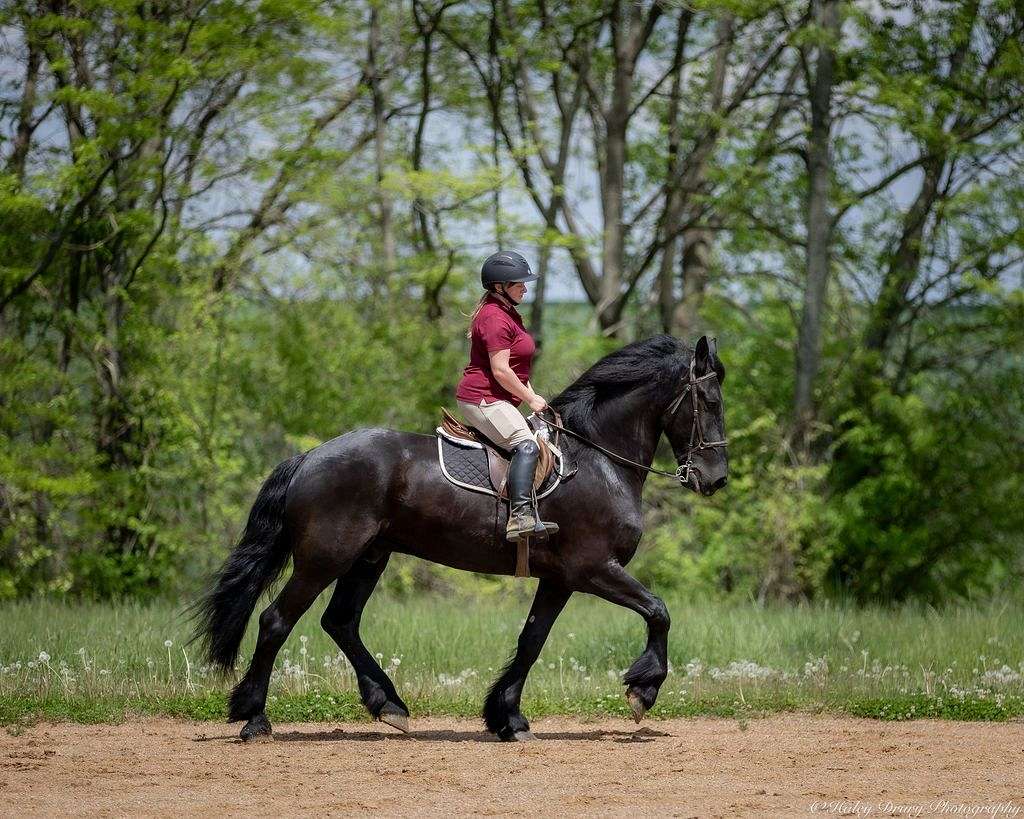 Prince - Extremely Elegant 7 Yr Old Black Friesian/Percheron Cross Gelding!