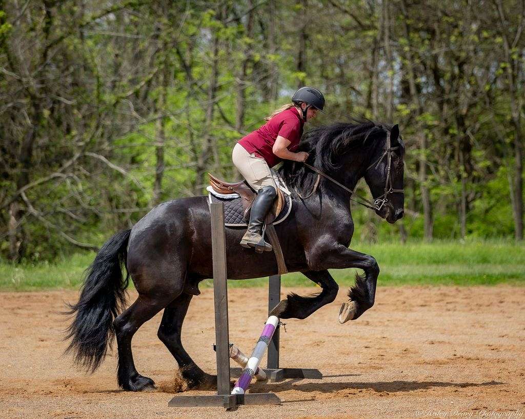 Prince - Extremely Elegant 7 Yr Old Black Friesian/Percheron Cross Gelding!