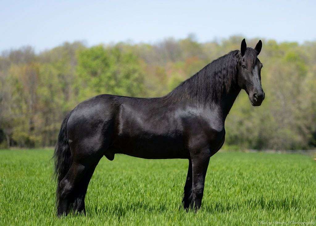 Prince - Extremely Elegant 7 Yr Old Black Friesian/Percheron Cross Gelding!