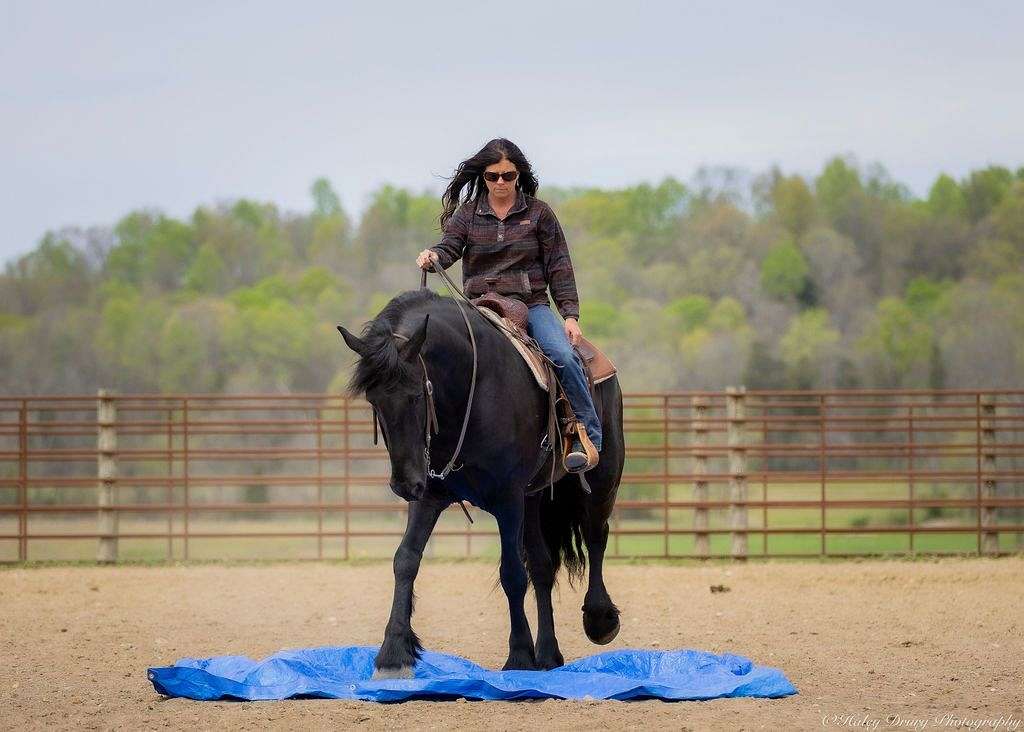 Prince - Extremely Elegant 7 Yr Old Black Friesian/Percheron Cross Gelding!
