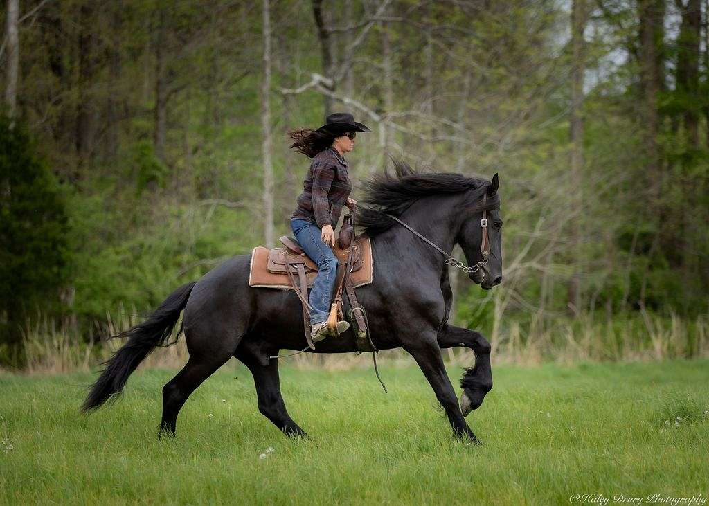 Prince - Extremely Elegant 7 Yr Old Black Friesian/Percheron Cross Gelding!