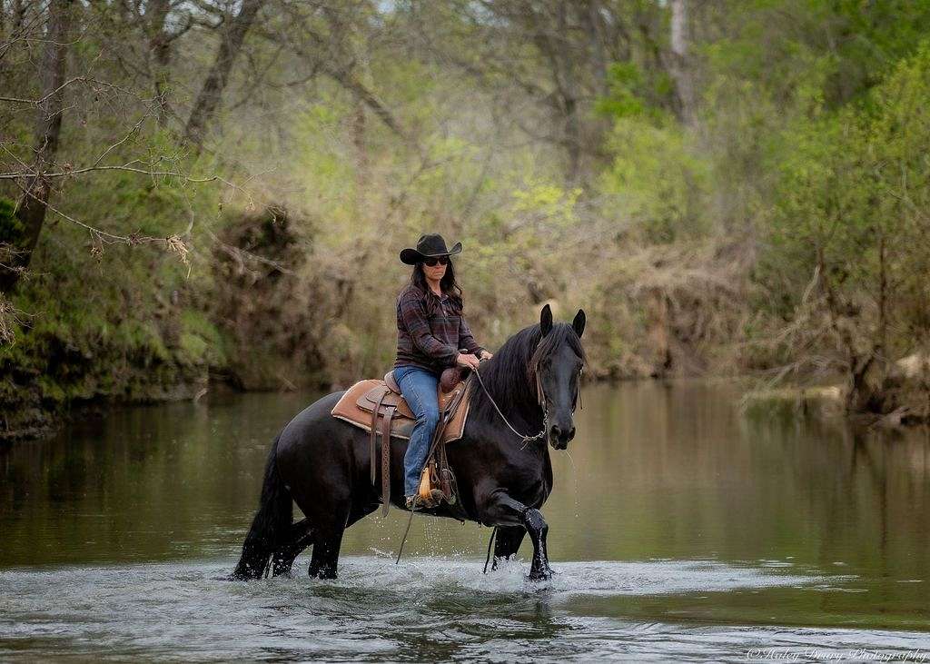 Prince - Extremely Elegant 7 Yr Old Black Friesian/Percheron Cross Gelding!