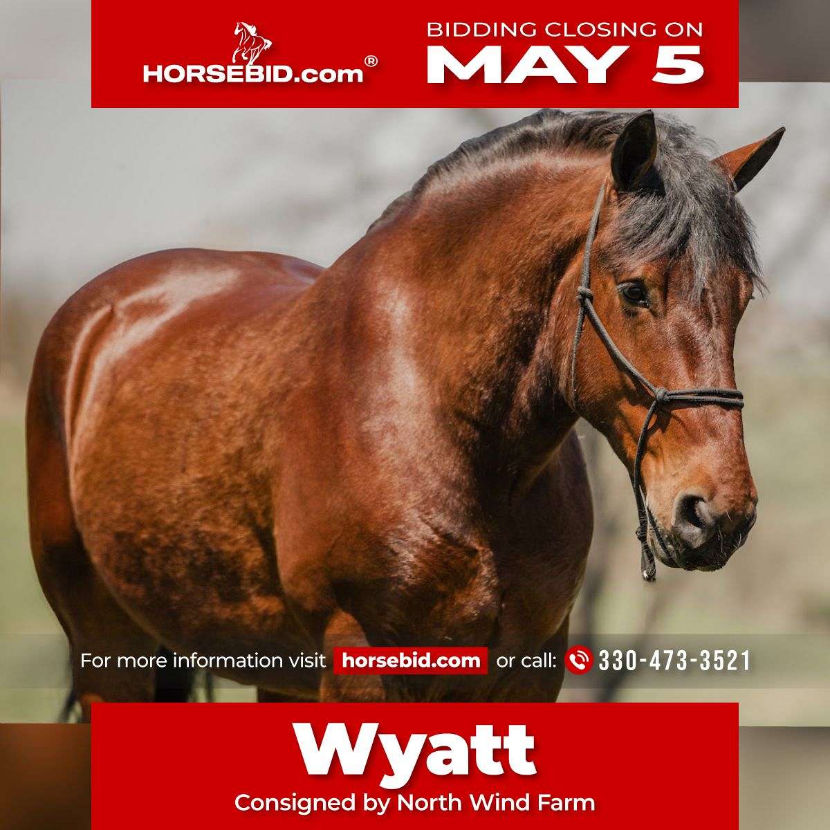 Wyatt - Excellent All Around Horse 5 Yr Old Bay Draft Cross Gelding!