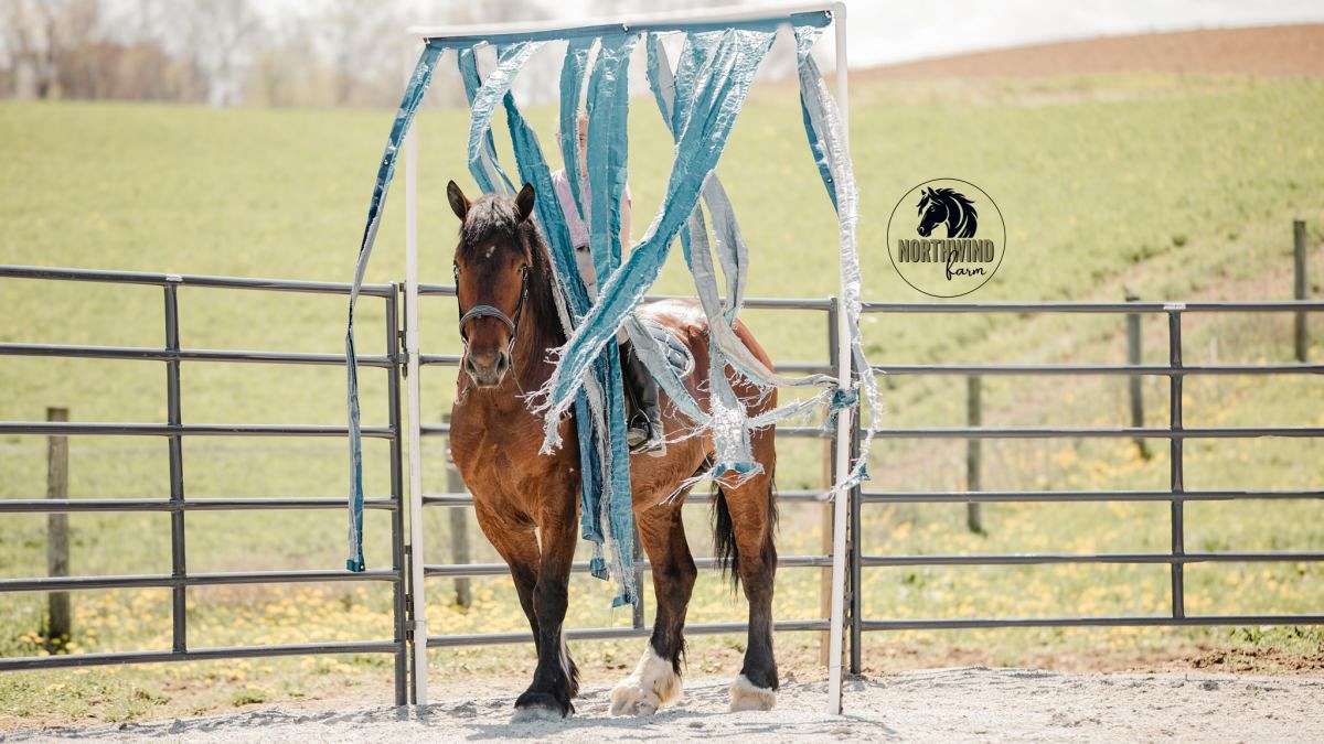 Wyatt - Excellent All Around Horse 5 Yr Old Bay Draft Cross Gelding!