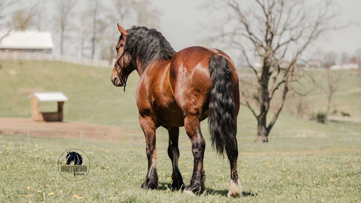 Wyatt - Excellent All Around Horse 5 Yr Old Bay Draft Cross Gelding!