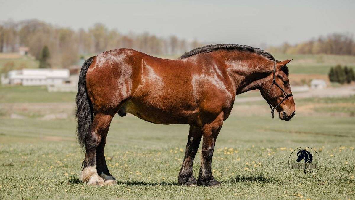 Wyatt - Excellent All Around Horse 5 Yr Old Bay Draft Cross Gelding!