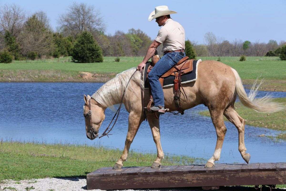 Vinny - Show Horse Deluxe 6 Yr Old Palomino AQHA Gelding!
