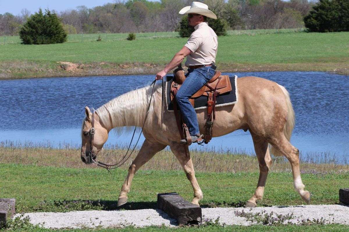 Vinny - Show Horse Deluxe 6 Yr Old Palomino AQHA Gelding!