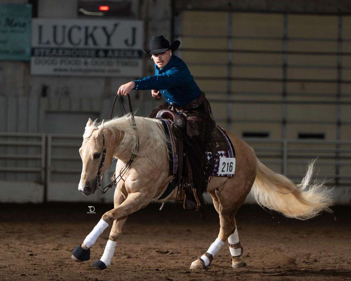 Vinny - Show Horse Deluxe 6 Yr Old Palomino AQHA Gelding!