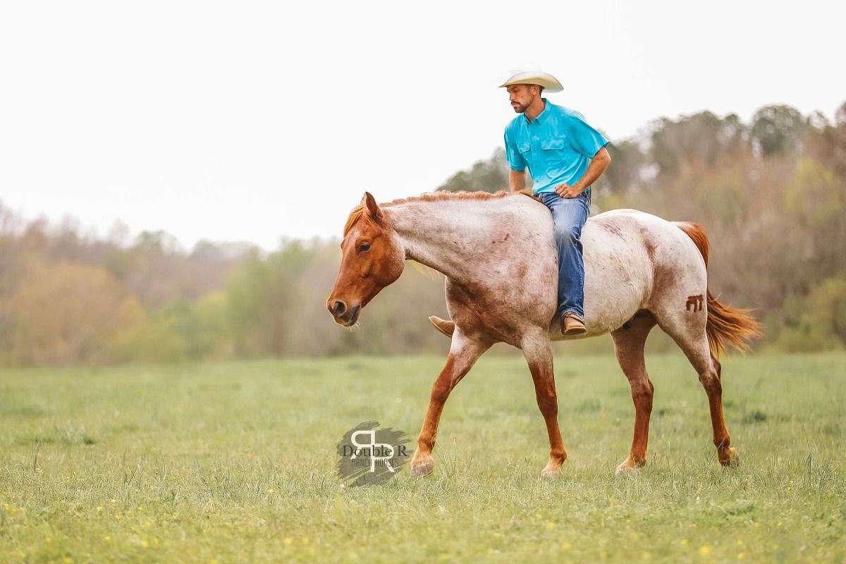 Reno - Flashy & Dependable 10 Yr Old Red Roan AQHA Gelding!