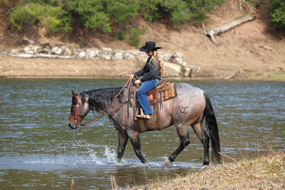 Pepto - Super Good Looking 4 Yr Old Bay Roan AQHA Gelding!