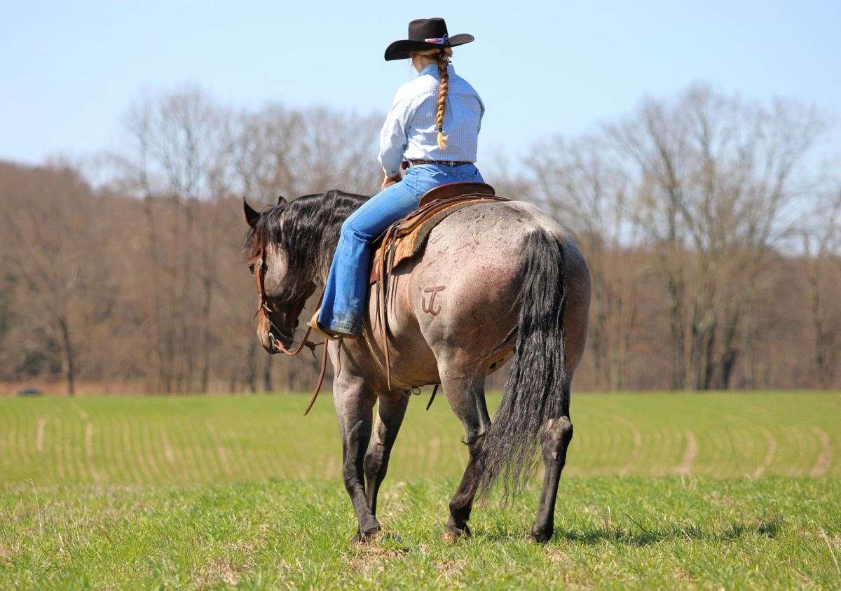 Pepto - Super Good Looking 4 Yr Old Bay Roan AQHA Gelding!