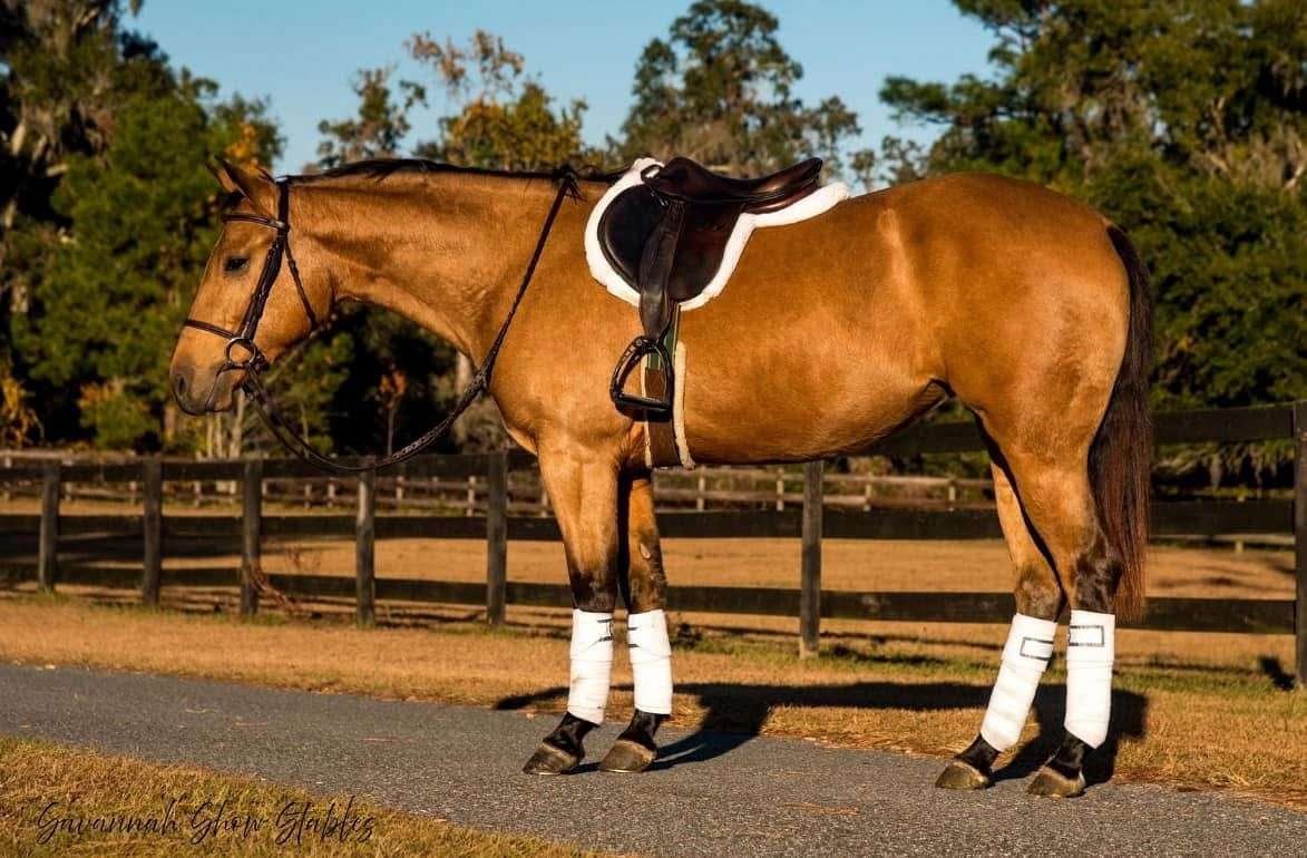 Miss Quackers - Beautiful All Around Horse 6 Yr Old Buckskin QH Mare!