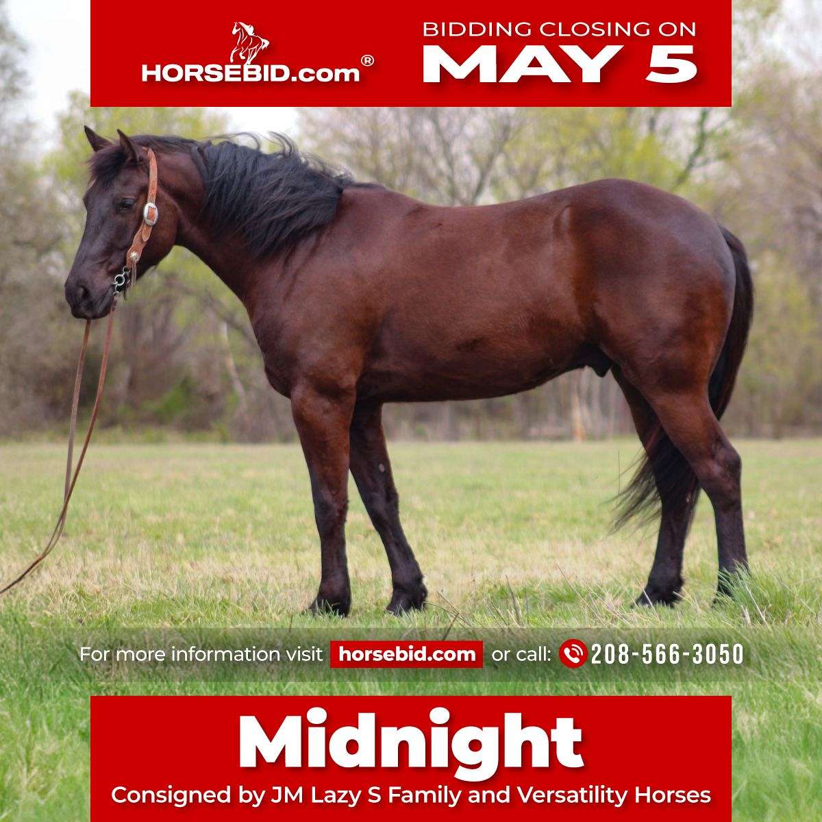 Midnight - Dream Horse Deluxe 5 Yr Old Dark Bay Draft Cross Gelding!