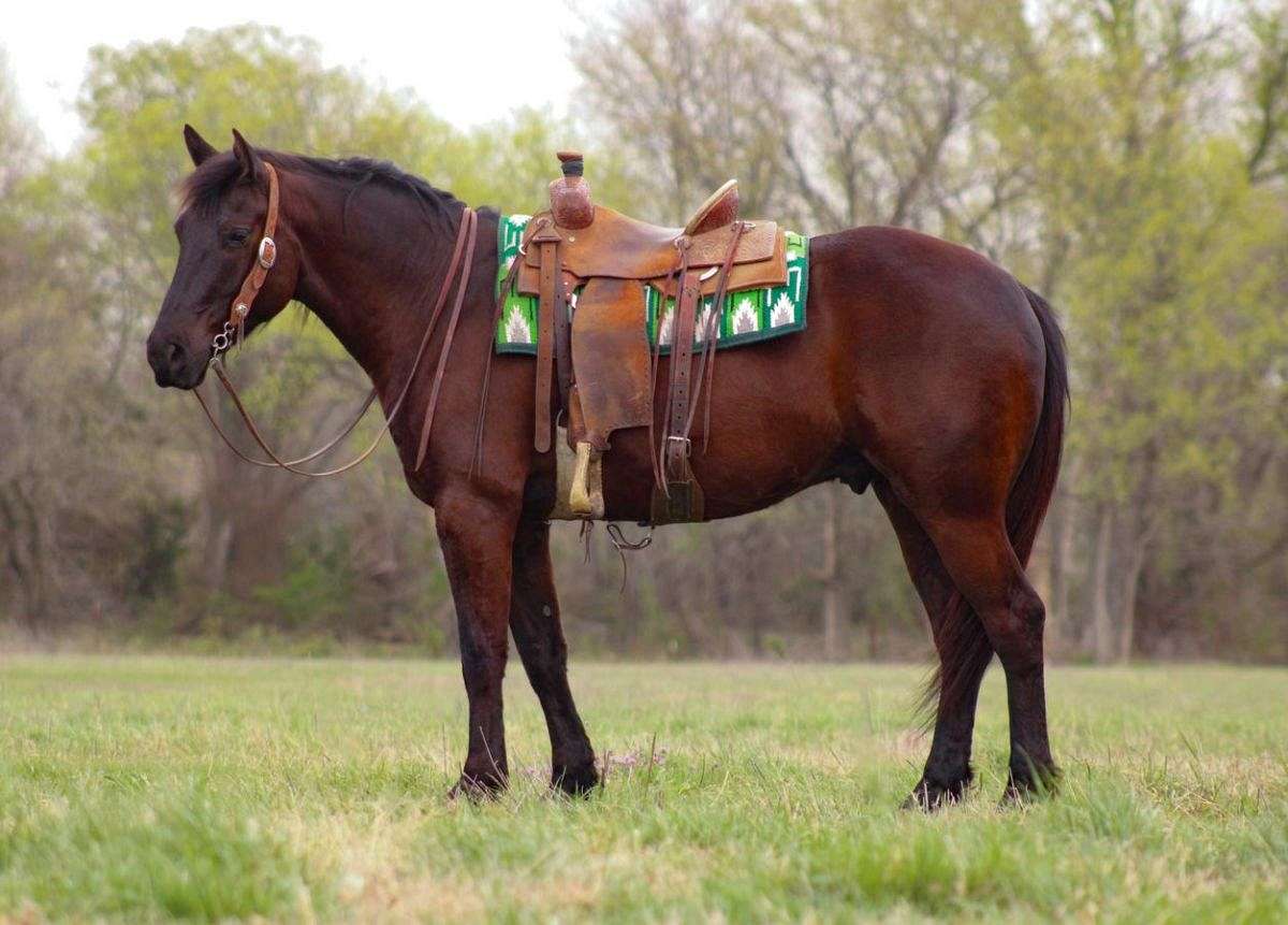 Midnight - Dream Horse Deluxe 5 Yr Old Dark Bay Draft Cross Gelding!