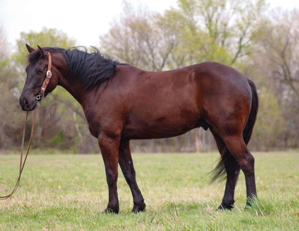 Midnight - Dream Horse Deluxe 5 Yr Old Dark Bay Draft Cross Gelding!