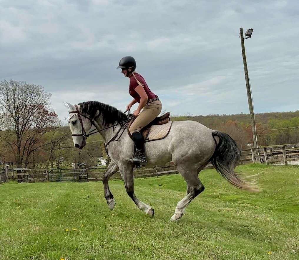 Mateo - a True All Rounder 5 Yr Old Grey Andalusian/QH Cross Gelding!