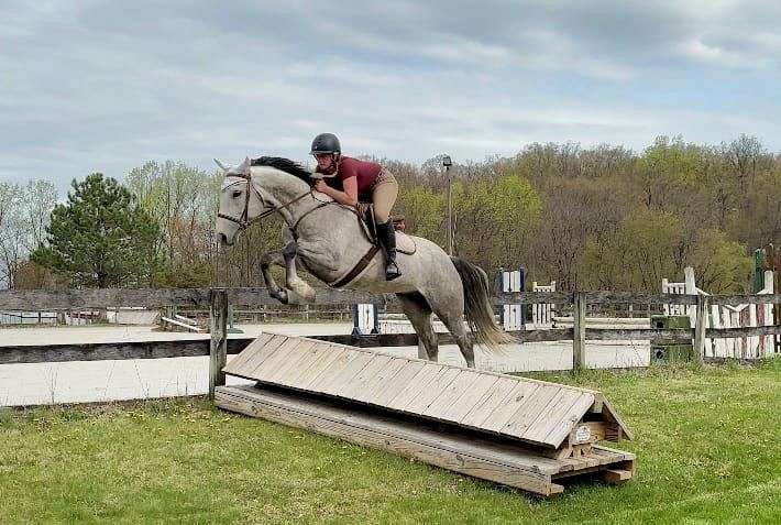 Mateo - a True All Rounder 5 Yr Old Grey Andalusian/QH Cross Gelding!