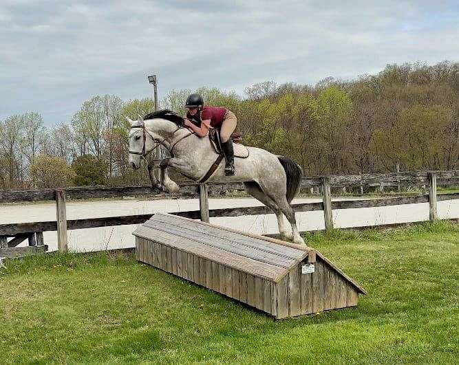 Mateo - a True All Rounder 5 Yr Old Grey Andalusian/QH Cross Gelding!