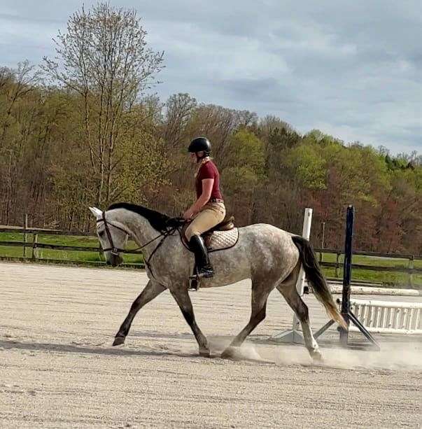 Mateo - a True All Rounder 5 Yr Old Grey Andalusian/QH Cross Gelding!