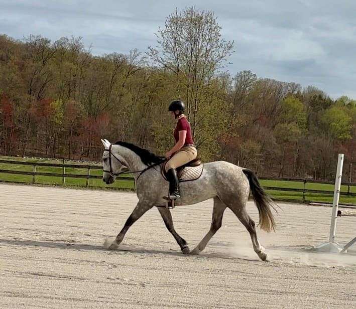 Mateo - a True All Rounder 5 Yr Old Grey Andalusian/QH Cross Gelding!