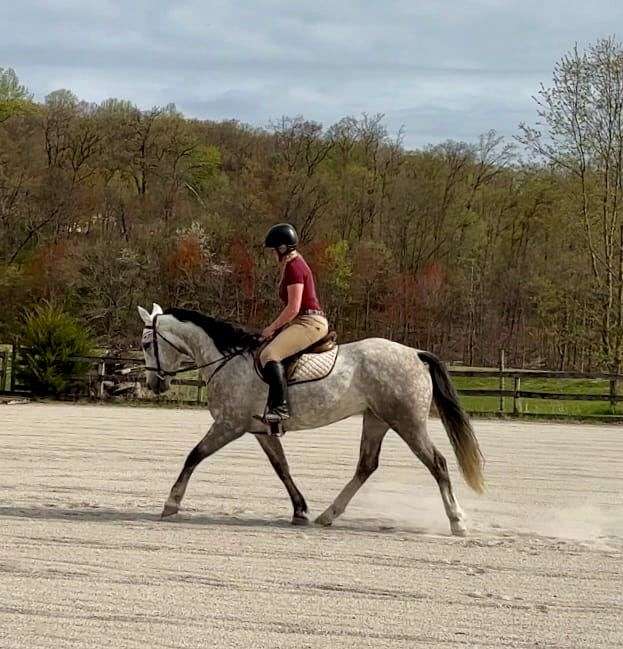 Mateo - a True All Rounder 5 Yr Old Grey Andalusian/QH Cross Gelding!