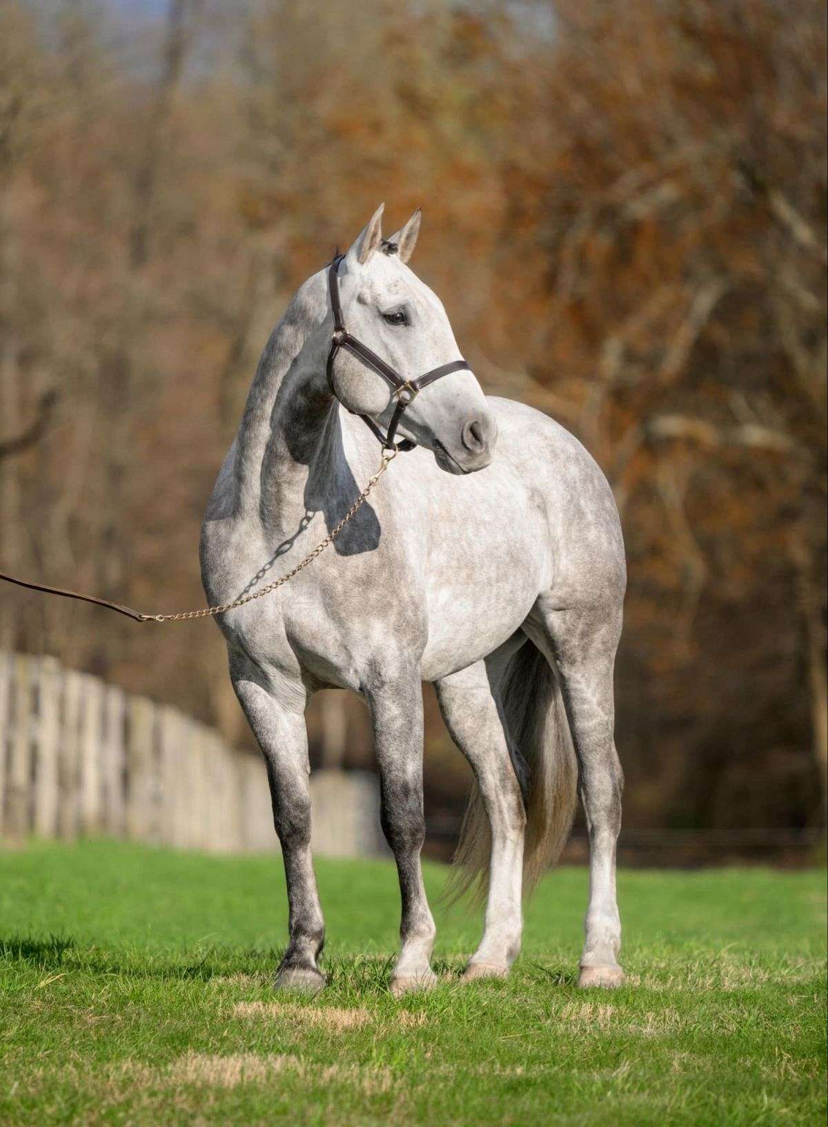 Mateo - a True All Rounder 5 Yr Old Grey Andalusian/QH Cross Gelding!