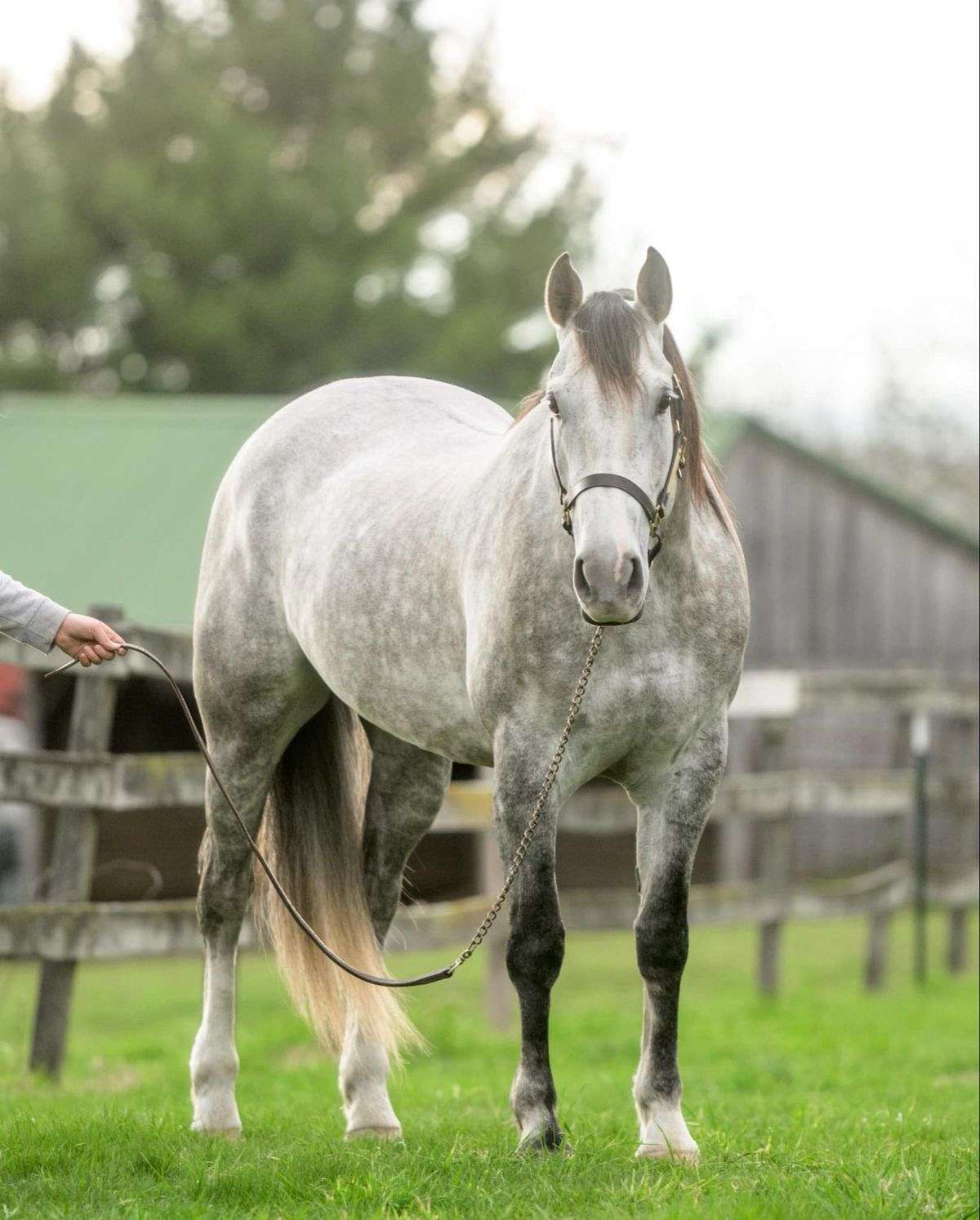 Mateo - a True All Rounder 5 Yr Old Grey Andalusian/QH Cross Gelding!
