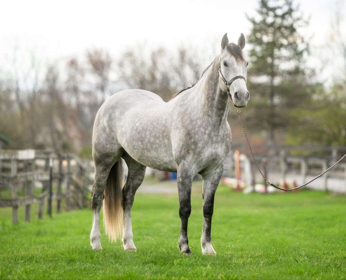 Mateo - a True All Rounder 5 Yr Old Grey Andalusian/QH Cross Gelding!