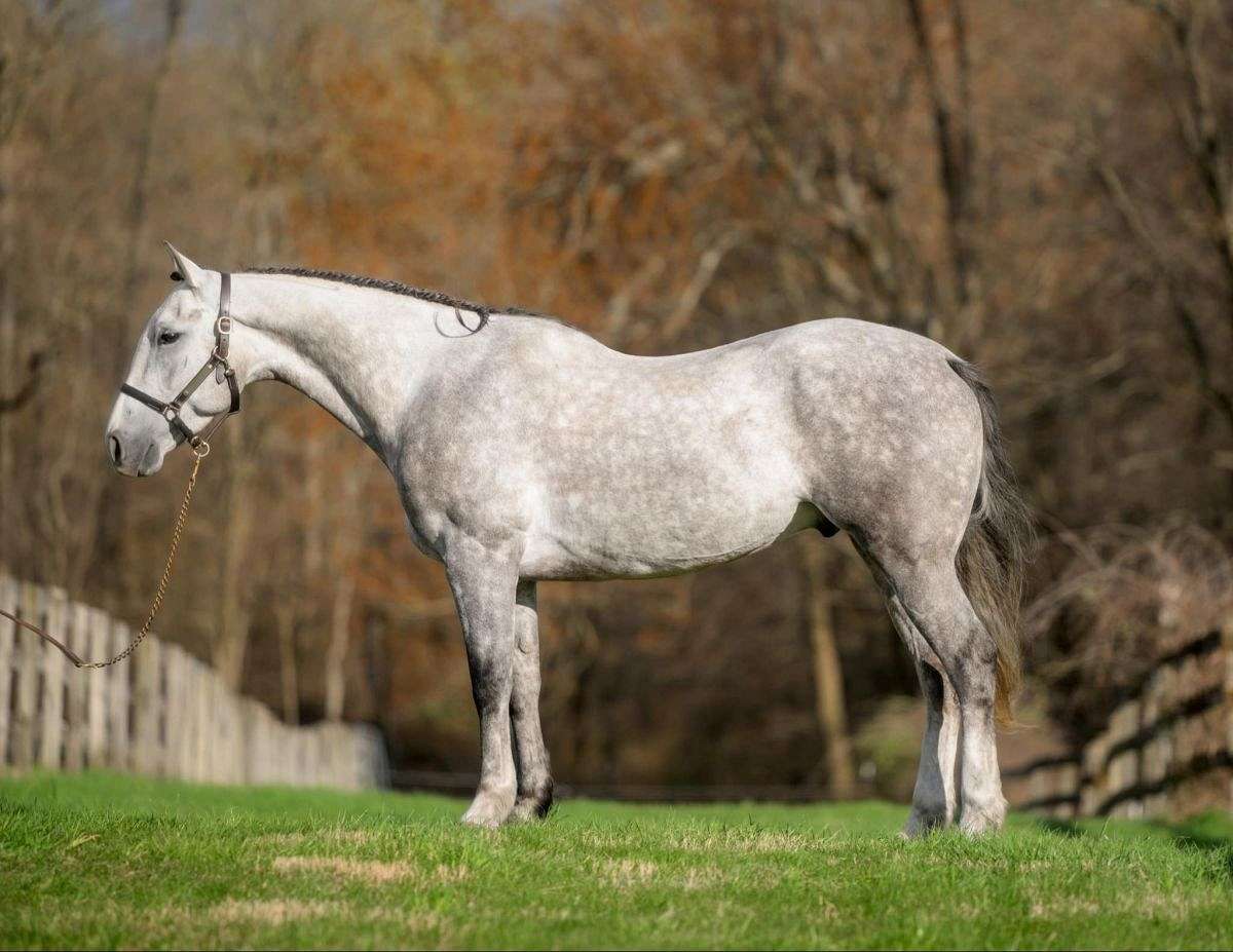 Mateo - a True All Rounder 5 Yr Old Grey Andalusian/QH Cross Gelding!