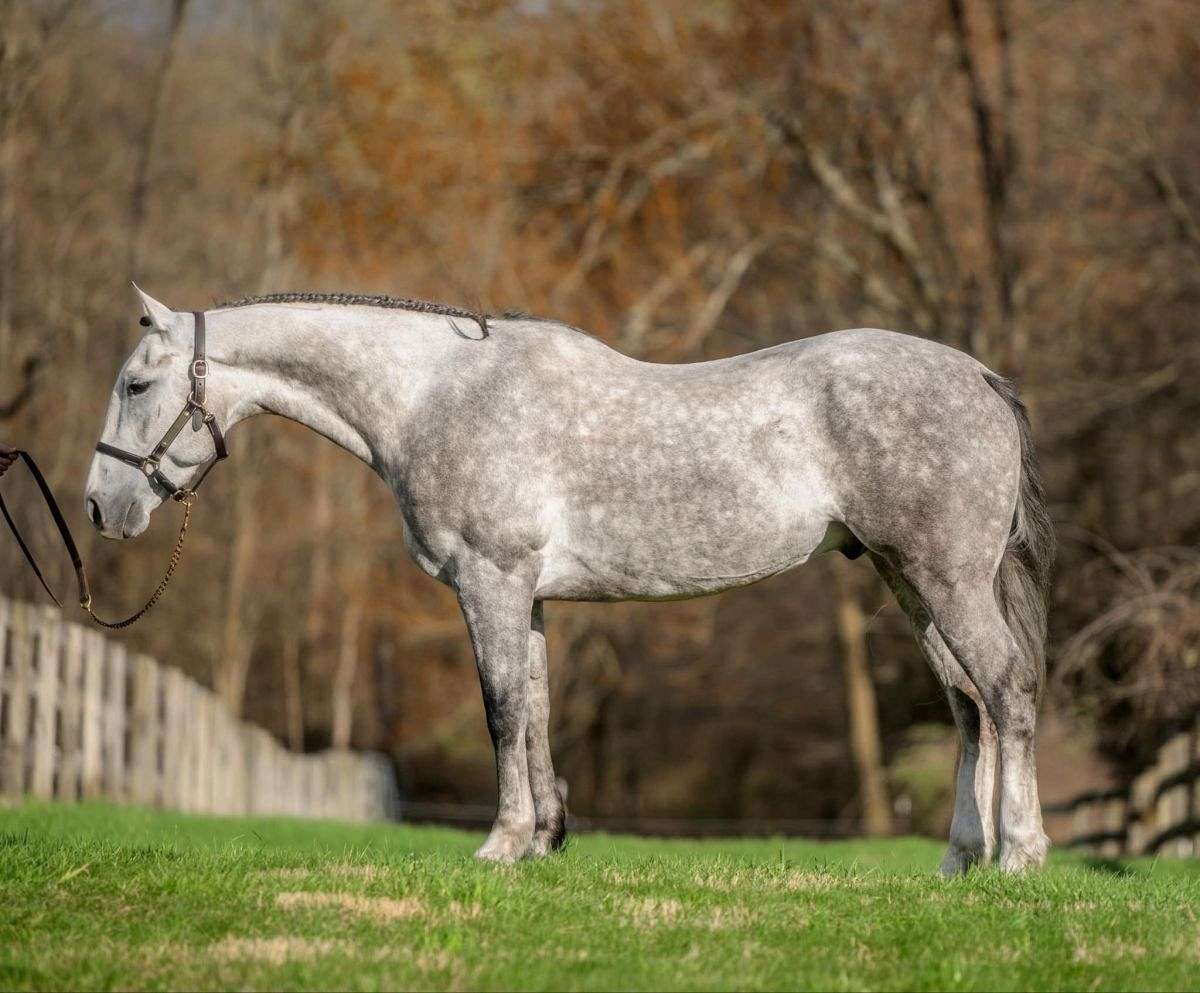 Mateo - a True All Rounder 5 Yr Old Grey Andalusian/QH Cross Gelding!