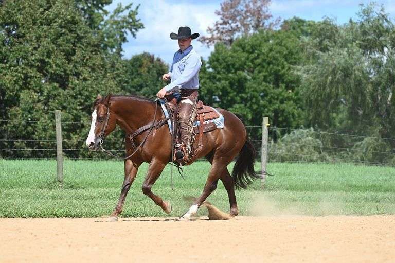 Macho - Seasoned, Broke, & Versatile 10 Yr Old Sorrel AQHA Gelding!