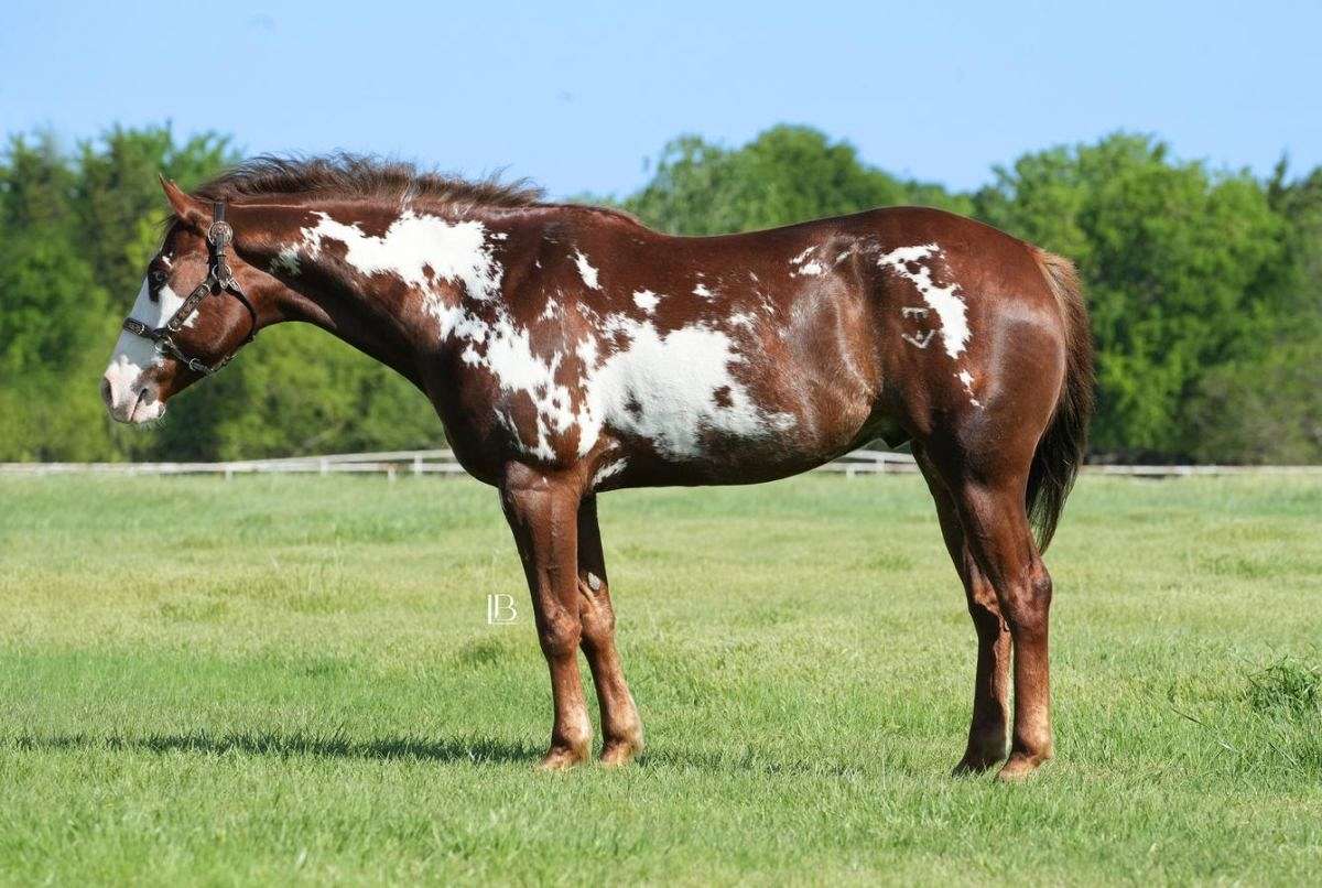 Loki - Stunning Ranch & Trail Horse 8 yo Sorrel Overo Paint Horse Gelding!