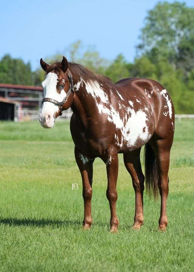 Loki - Stunning Ranch & Trail Horse 8 yo Sorrel Overo Paint Horse Gelding!