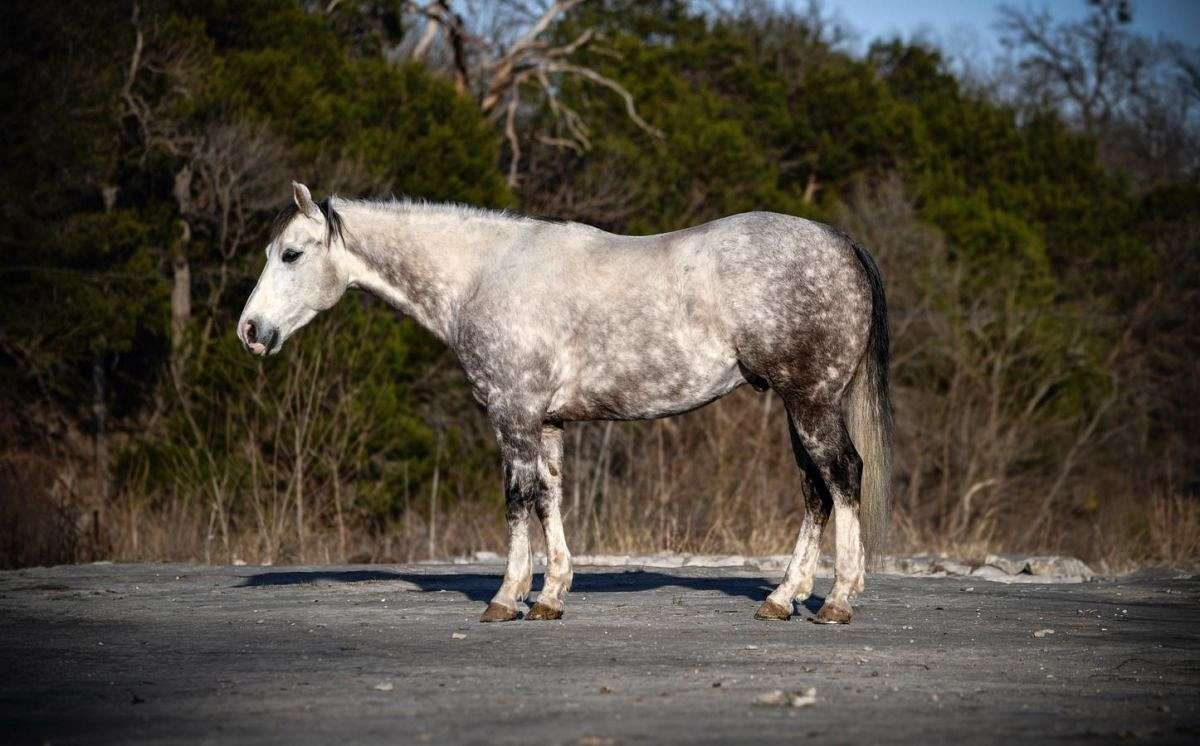 Levi - Extremely Cowy 7 Yr Old Gray AQHA Gelding!