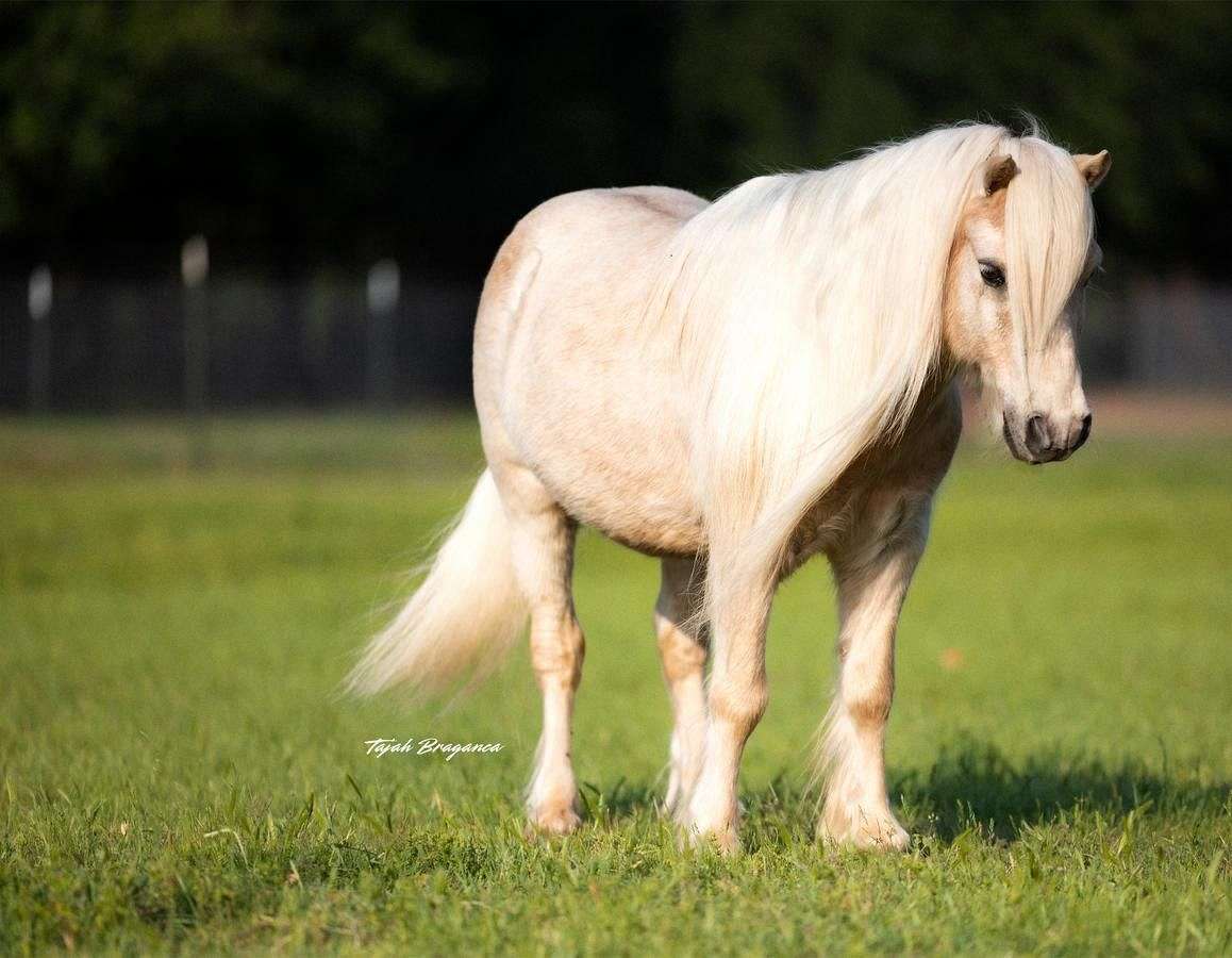 Lemon Drop - Drop Dead Gorgeous 15 Yr Old Palomino Shetland Pony Gelding!