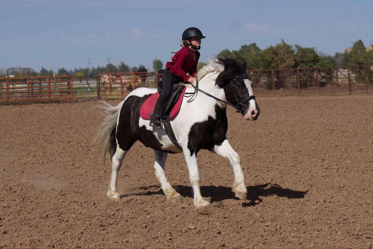 Klondike - Trustworthy and Gentle 6 Yr Old Paint Gypsy Vanner Gelding!