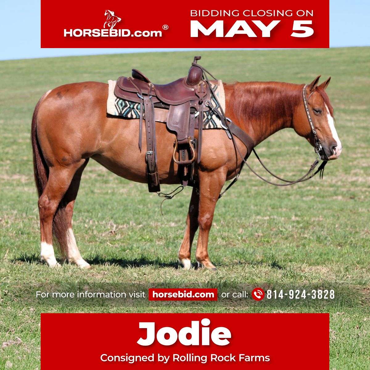 Jodie - Exceptional Roping & Working Cowhorse Deluxe 8 yo Sorrel AQHA Mare!