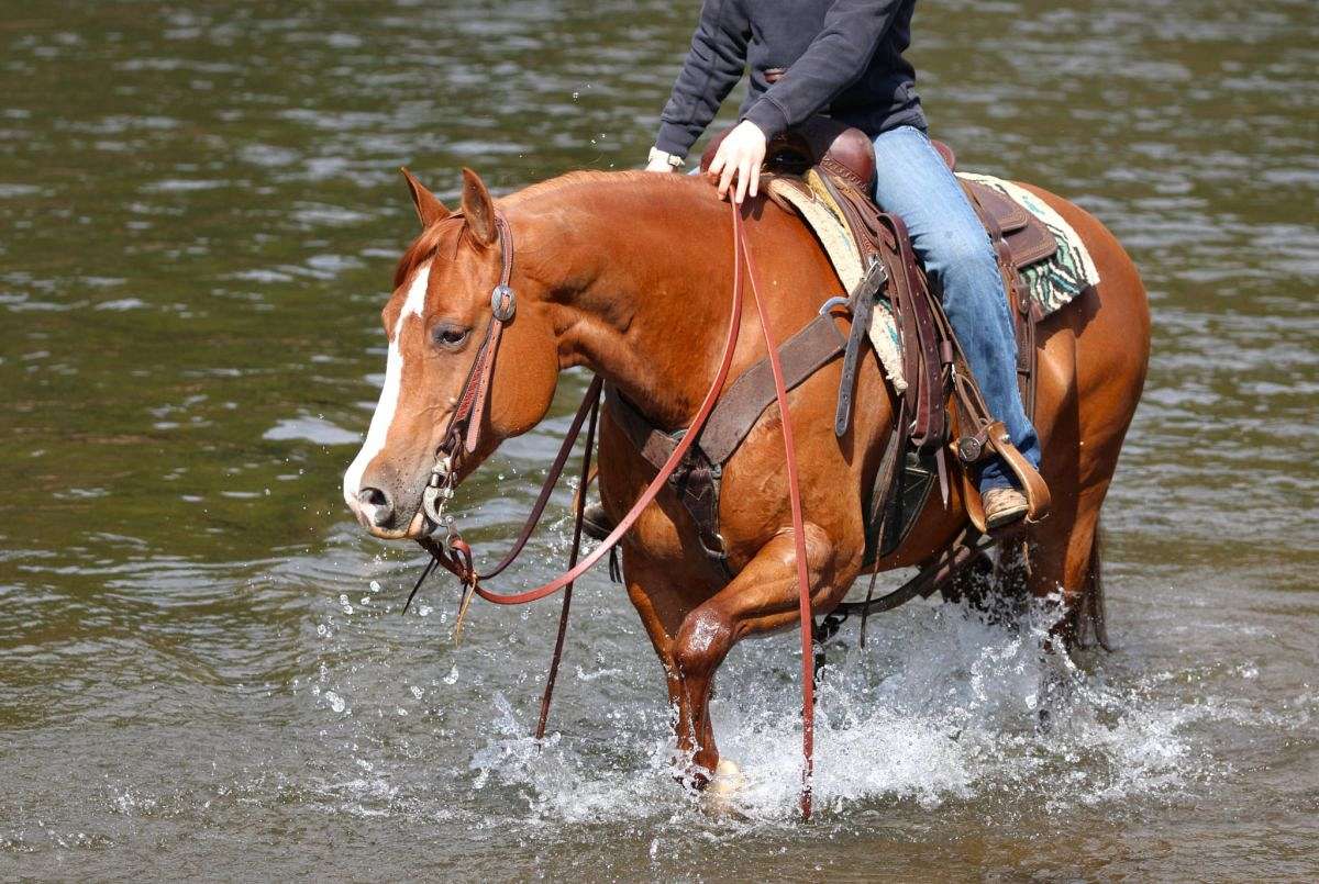 Jodie - Exceptional Roping & Working Cowhorse Deluxe 8 yo Sorrel AQHA Mare!