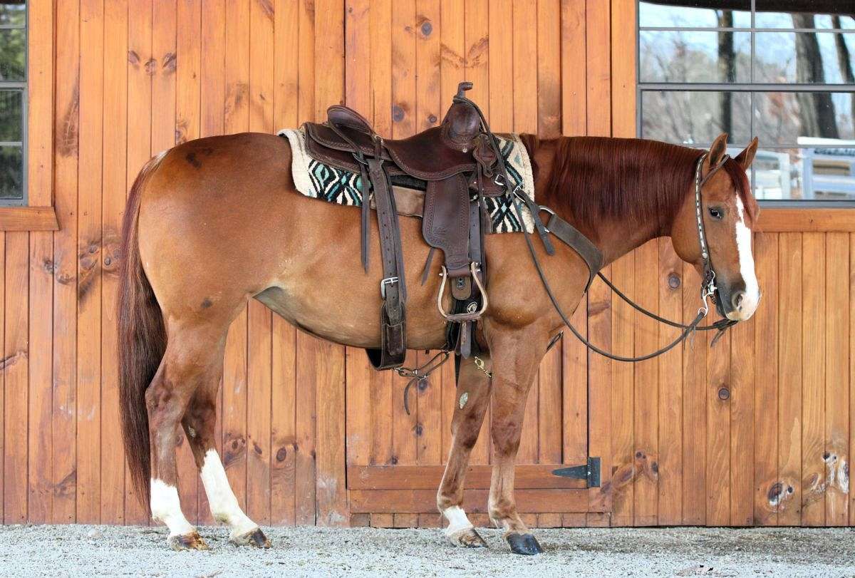 Jodie - Exceptional Roping & Working Cowhorse Deluxe 8 yo Sorrel AQHA Mare!