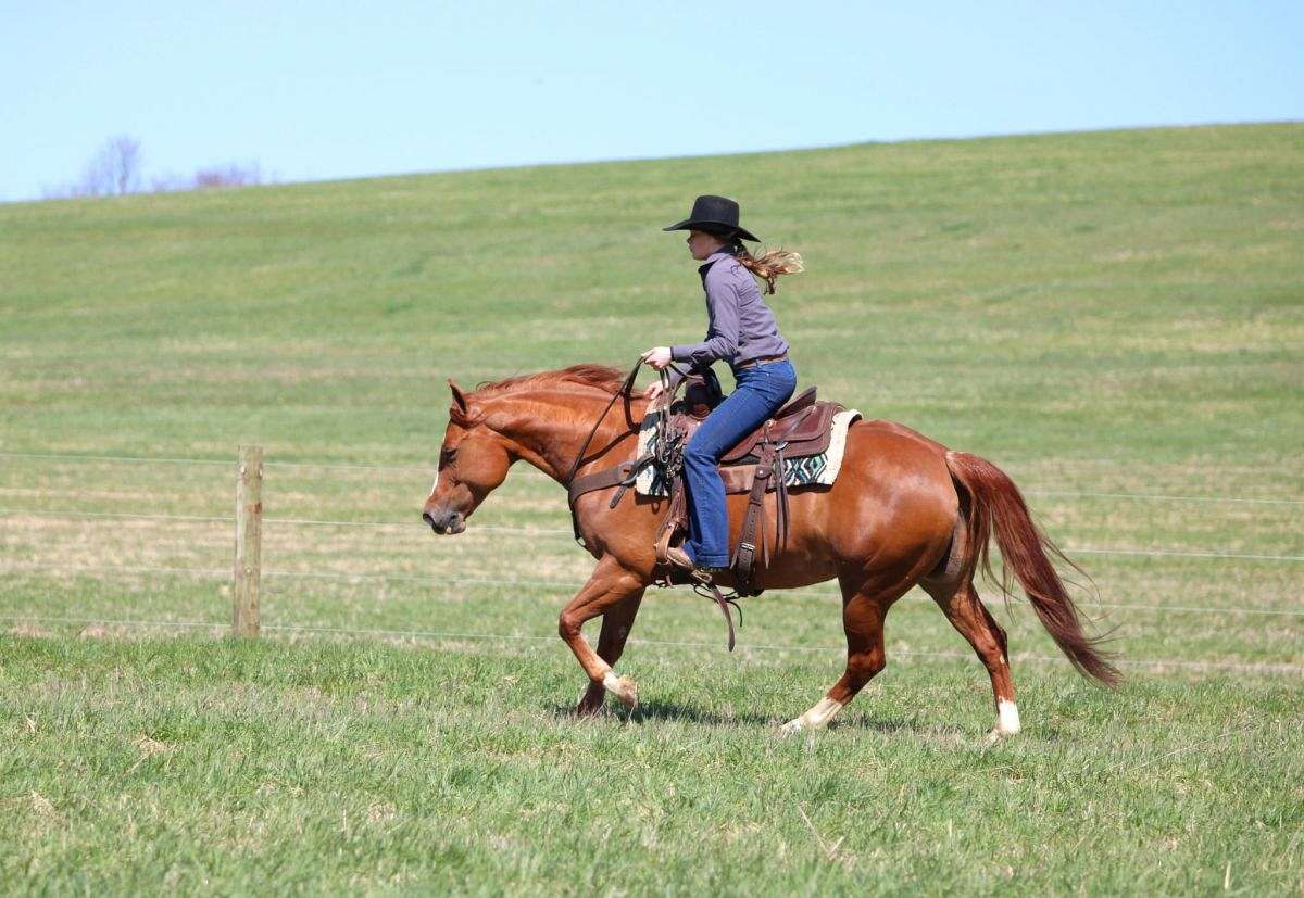 Jodie - Exceptional Roping & Working Cowhorse Deluxe 8 yo Sorrel AQHA Mare!